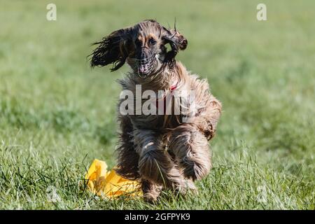 afghan borzoi dog running lure coursing competition on green field ...