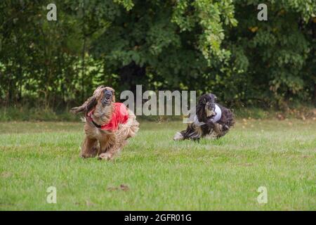 two afghan borzoi dogs running lure coursing competition on green field ...
