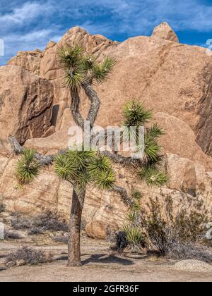 The Joshua tree growing in a deserted land before the thunderstorm ...