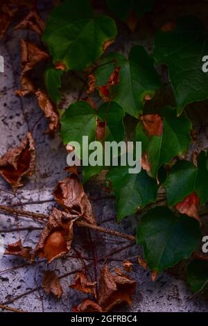 Vertical shot of crawling and blooming ivy on a stone wall near a ...