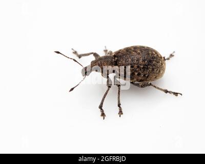 Liophloeus tessulatus Weevil side view showing wear on its scales ...