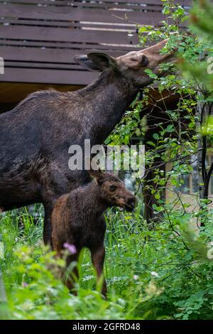 Closeup shot of a mother moose and a calf in Grand Teton National Park ...