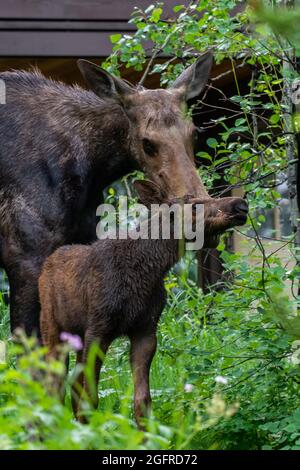 Vertical shot of a mother moose and a calf in Grand Teton National Park ...