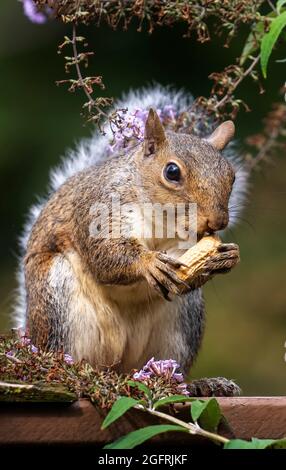 A Squirrel nibbles on a peanut Stock Photo - Alamy
