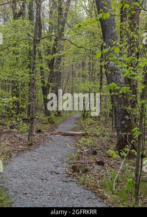 Cranberry Mountain, West Virginia. Spring Foliage along Nature Trail ...