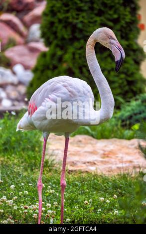 Pink flamingo in the green bushes, summer day Stock Photo - Alamy