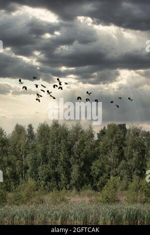 Flock of lapwings against blue sky Stock Photo - Alamy