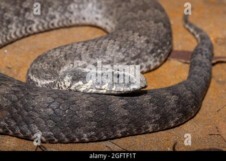 Close up of Australian Common Death Adder showing lure at tip of tail ...