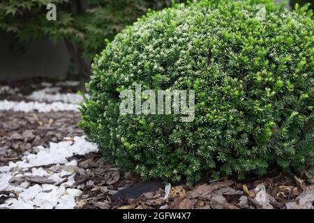 decorative evergreen trees for landscaping Stock Photo - Alamy