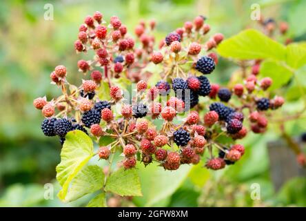 Ripe and unripe blackberries on branch. Growing of blackberry in garden ...
