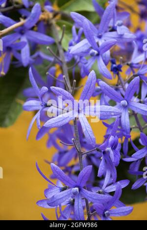 Petrea Flowers. Nazareno in Guatemala. Petrea volubilis Stock Photo - Alamy