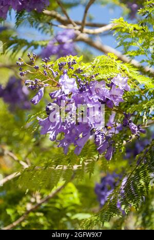 Flower Jacaranda in Guatemala, Jacaranda mimosifolia Stock Photo - Alamy