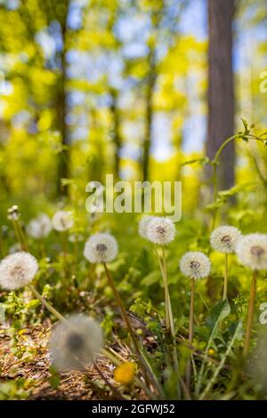 green grass with blue sky. sunny spring background Stock Photo - Alamy