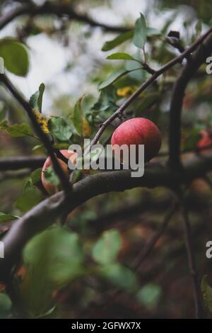 apple red color with water drops isolated on white background Stock ...