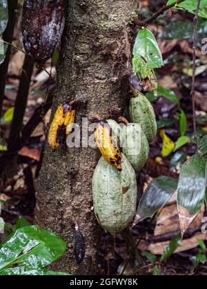 Fruits of ripe cocoa in the rainforest Stock Photo - Alamy