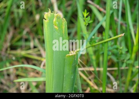 Bull rush, Typha angustifolia, eaten by European beaver, Castor fiber ...