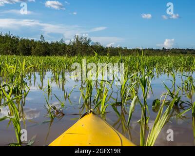 Amazon rainforest Yavari Valley Peru Stock Photo - Alamy