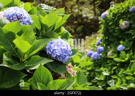 Azores. National flower of Azores Stock Photo - Alamy