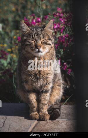 Cat in the garden observing the landscape Stock Photo - Alamy