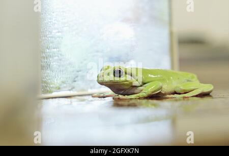 Small frog sitting on the table with the blurred background Stock Photo ...