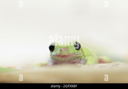 Small frog sitting on the table with the blurred background Stock Photo ...
