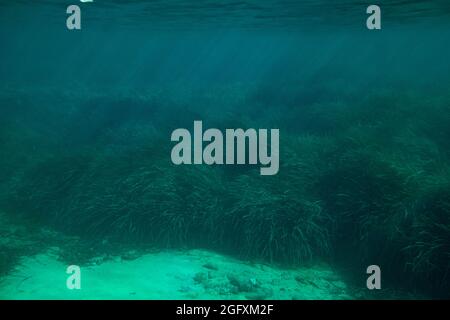 Underwater Posidonia Oceanica seagrass seen in the mediterranean sea ...