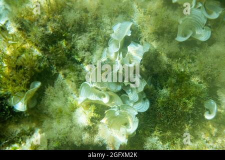 Underwater Posidonia Oceanica seagrass seen in the mediterranean sea ...