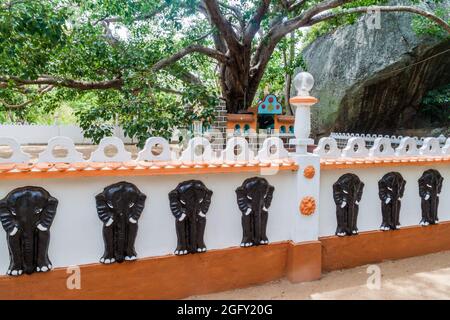 Bodhi tree near Pidurangala Rock, Sri Lanka Stock Photo - Alamy