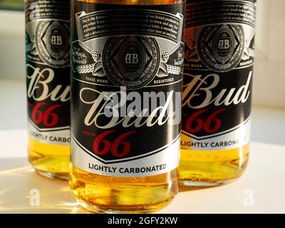 Bud 66 beer bottles in store. This beer produce by Anheuser-Busch, ink ...