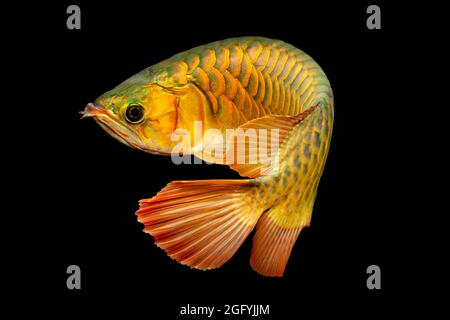 Blue and gold dragon scale Betta Splendons fish or Siamese fighting ...