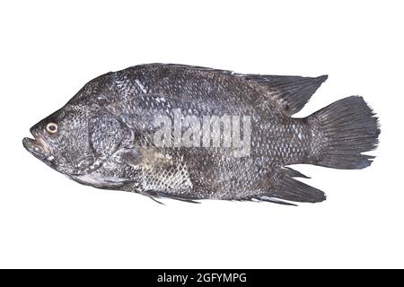 Lobotes surinamensis Atlantic Tripletail fish floating at surface ...