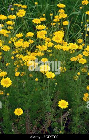 golden marguerite, yellow chamomile, Färberkamille, Anthemis tinctoria ...
