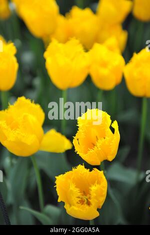 Yellow fringed tulips (Tulipa) Gold Fish bloom in a garden in April ...