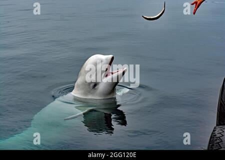 Norway Hammerfest Hvladimir the Beluga Whale Stock Photo - Alamy