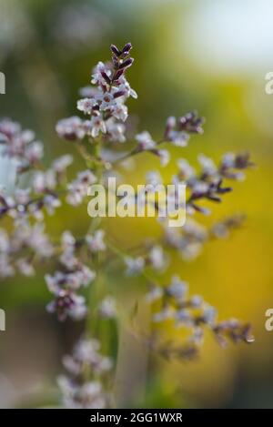 Verbena plant in flower cover with dew drops Stock Photo - Alamy