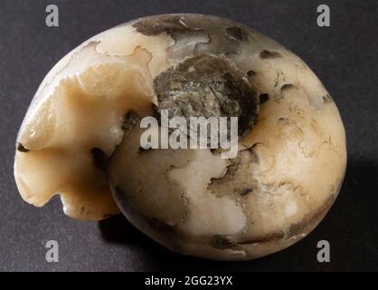 The intricate pattern of the suture lines of an Ammonite fossil help ...