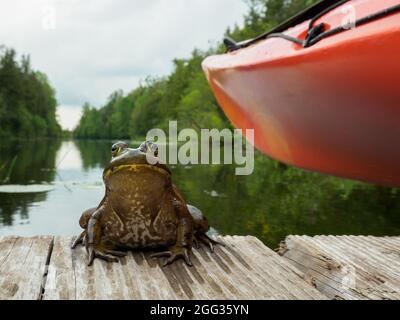 A green American bull frog is resting on a rock at the edge of a pond ...