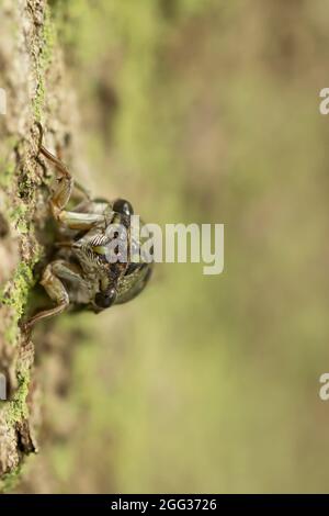 Cicada insect climbing up a tree closeup Stock Photo - Alamy