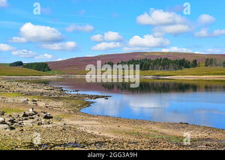 Purple Heather at Gorple Reservoir, Widdop, Pennines, West Yorkshire ...