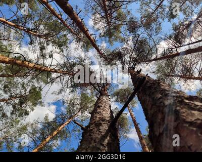 shooting with a wide-angle lens of a pine forest from the bottom up Stock Photo - Alamy