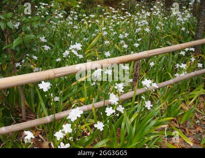 Iris Japonica. It is a flower that comes from China and Japan. In Japan ...