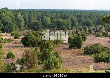 Blooming heather and juniper, Totengrund, Wilsede, Lüneburg Heath ...