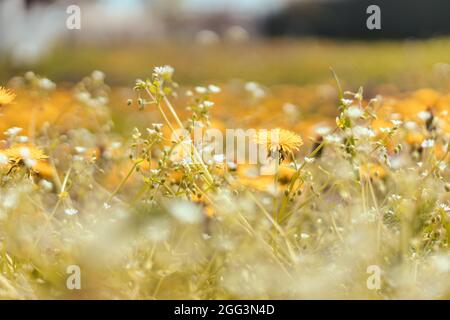 Fresh yellow blowball dandelion flowers on a spring field. Abstract ...