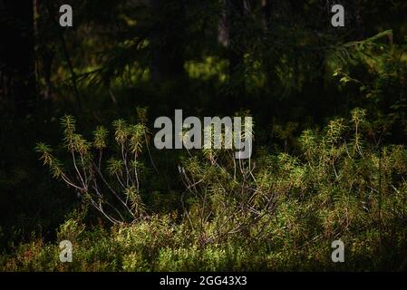 Forest swampy area. Ledum plant close-up Stock Photo - Alamy
