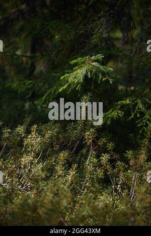 Forest swampy area. Ledum plant close-up Stock Photo - Alamy