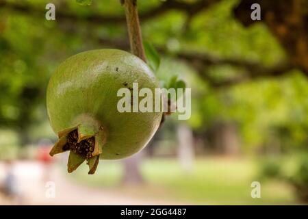 Closeup shot of green grenade ripening on a tree Stock Photo - Alamy