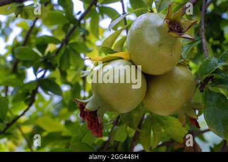 Closeup shot of green grenade ripening on a tree Stock Photo - Alamy