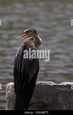 bird drying after a dive Stock Photo - Alamy