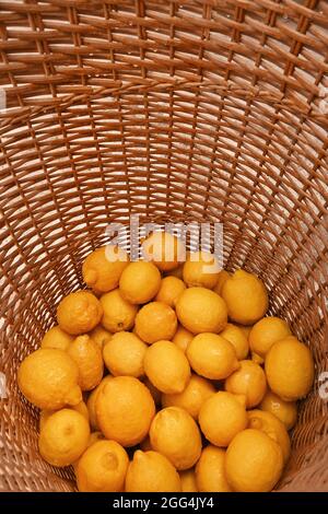 Organic Lemonade fruit (citrus limon x reticulata) with a discoloured ...