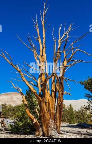 Unusual Gnarly Tree Branches Stock Photo - Alamy